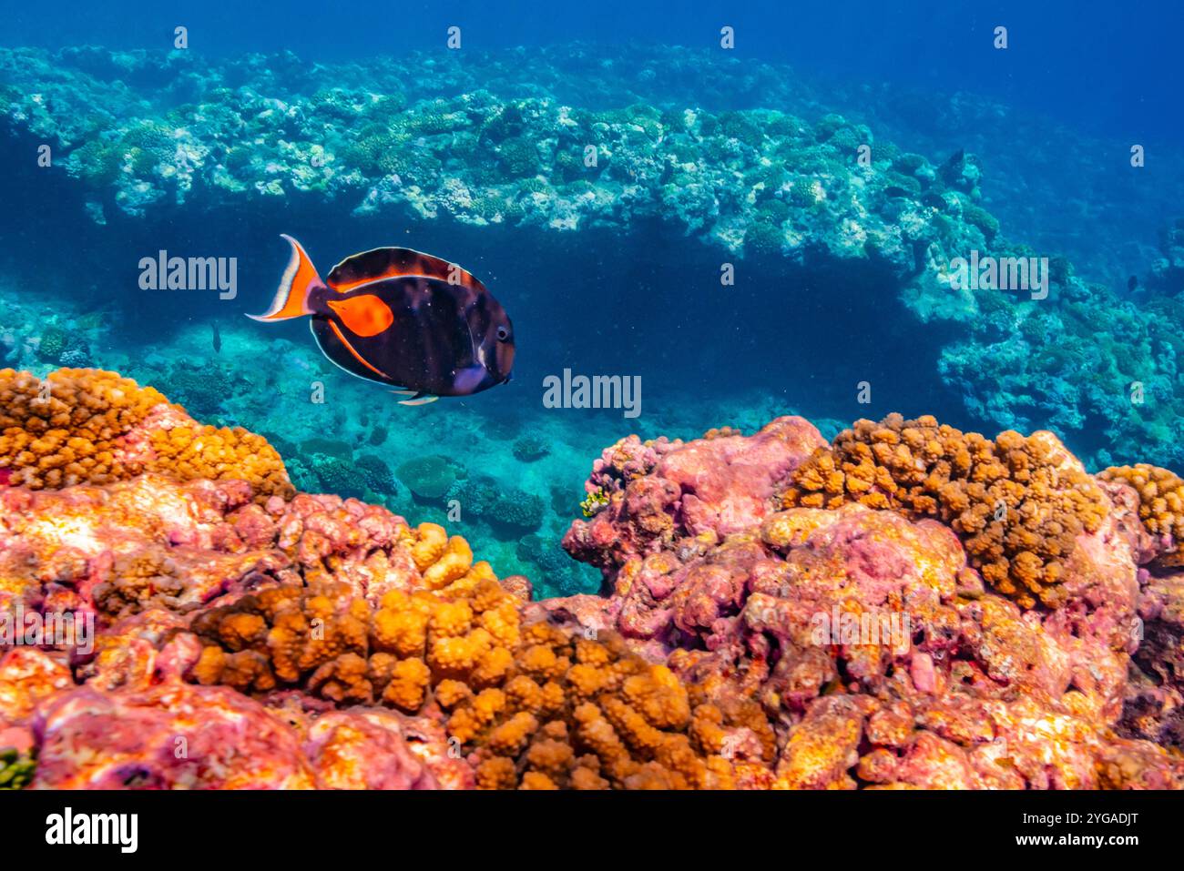 French Polynesia, Tikehau Atoll. Achilles tang fish and coral Stock ...