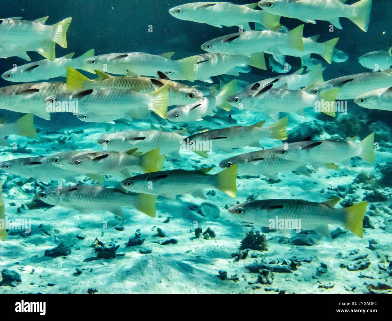 French Polynesia, Tikehau Atoll. School of mullet fish close-up Stock ...