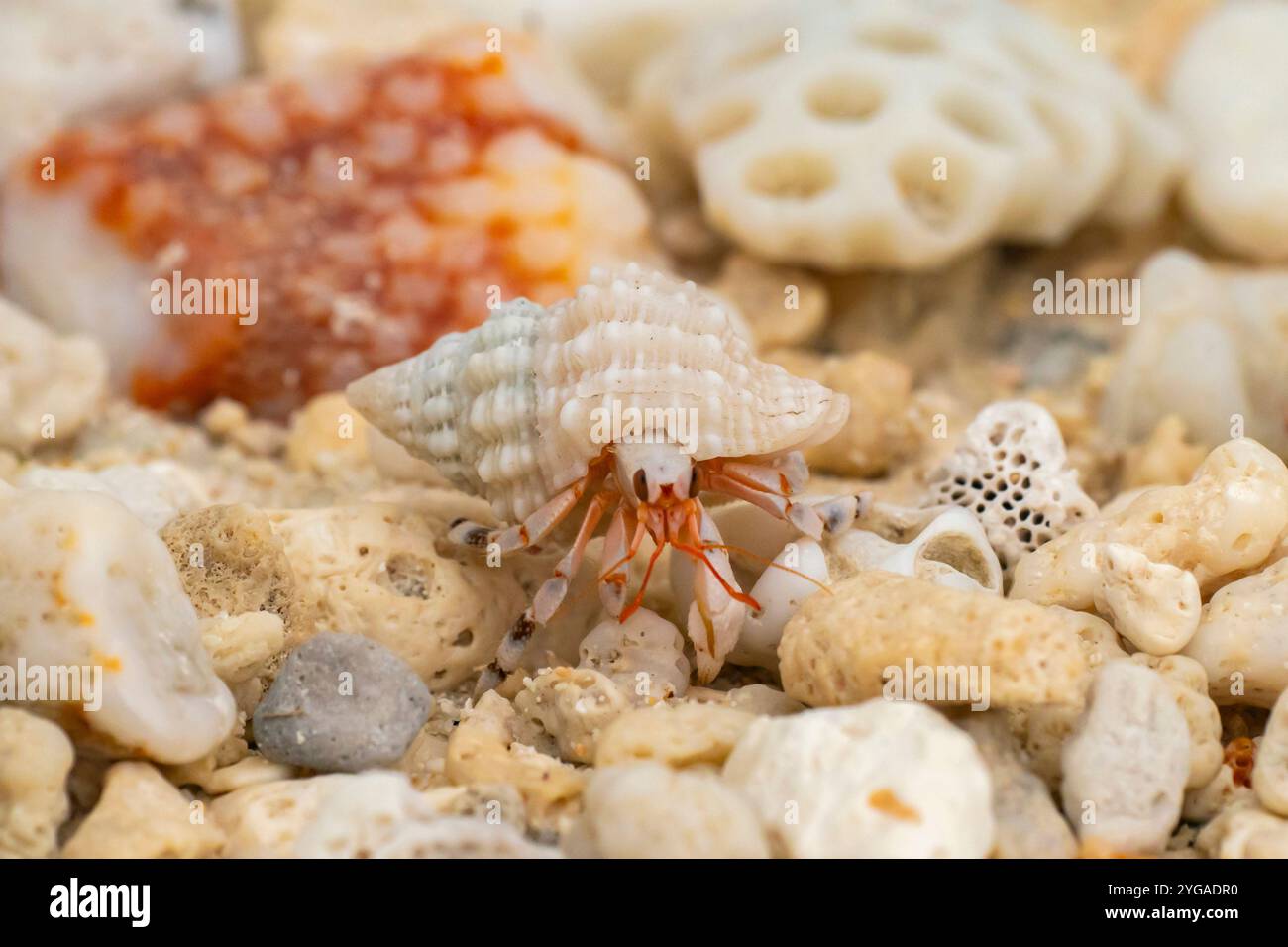 French Polynesia, Rangiroa Atoll. Hermit crab inside shell Stock Photo ...