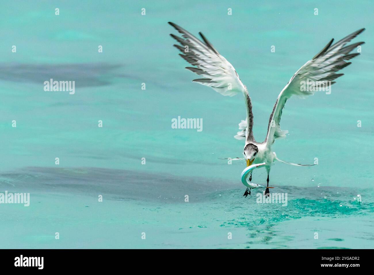 French Polynesia, Rangiroa Atoll. Great crested tern takes flight with ...