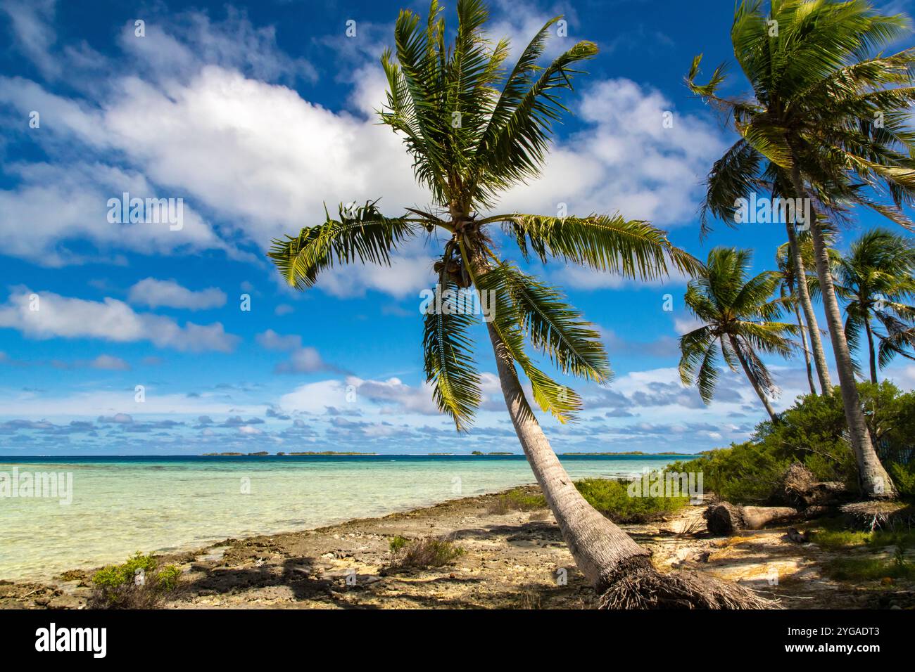 French Polynesia, Rangiroa Atoll. Blue Lagoon and palm trees Stock ...