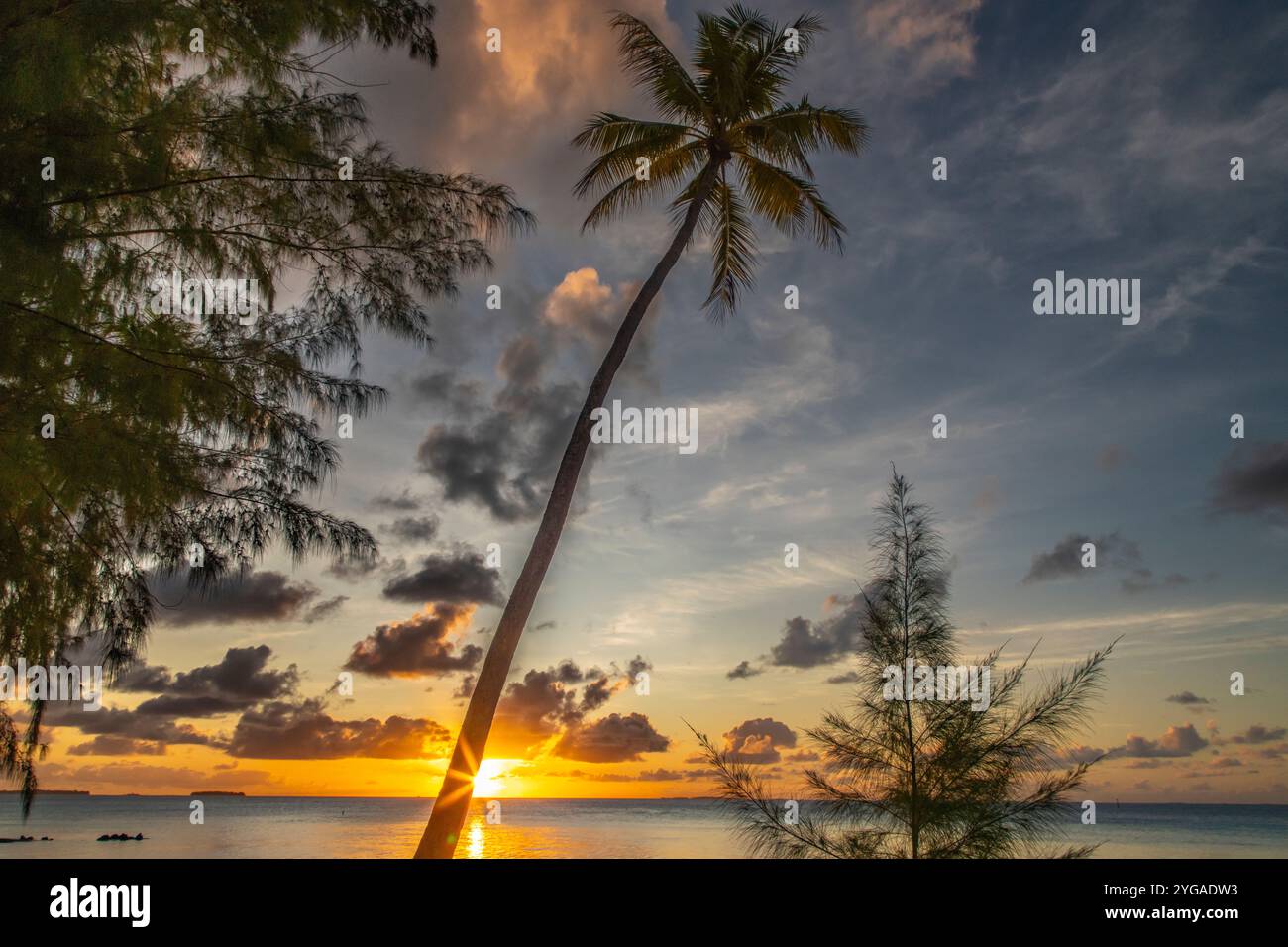 French Polynesia, Tikehau Atoll, palm tree sunset, sun star Stock Photo ...