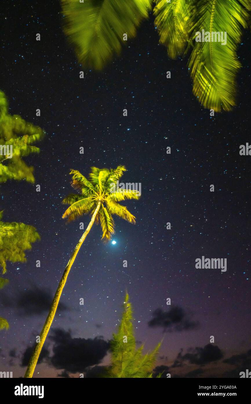 French Polynesia, Tikehau Atoll. Palm trees and moon at night Stock ...