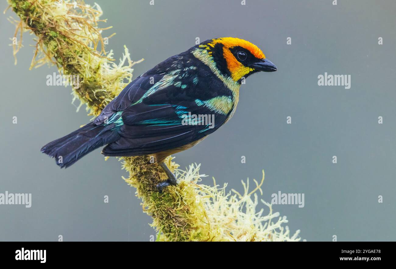 Flame-faced tanager, living in the endangered Choco Forest of Ecuador ...