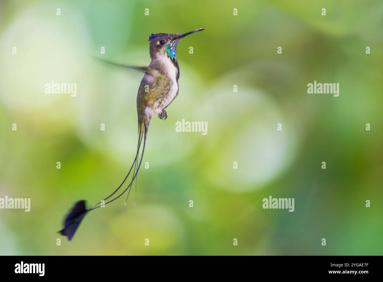 Marvelous spatuletail hummingbird hi-res stock photography and images ...