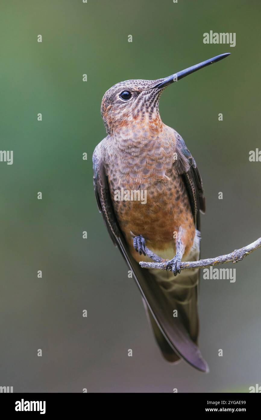 Giant hummingbird striking a pose in the mountains near Machu Pichu ...