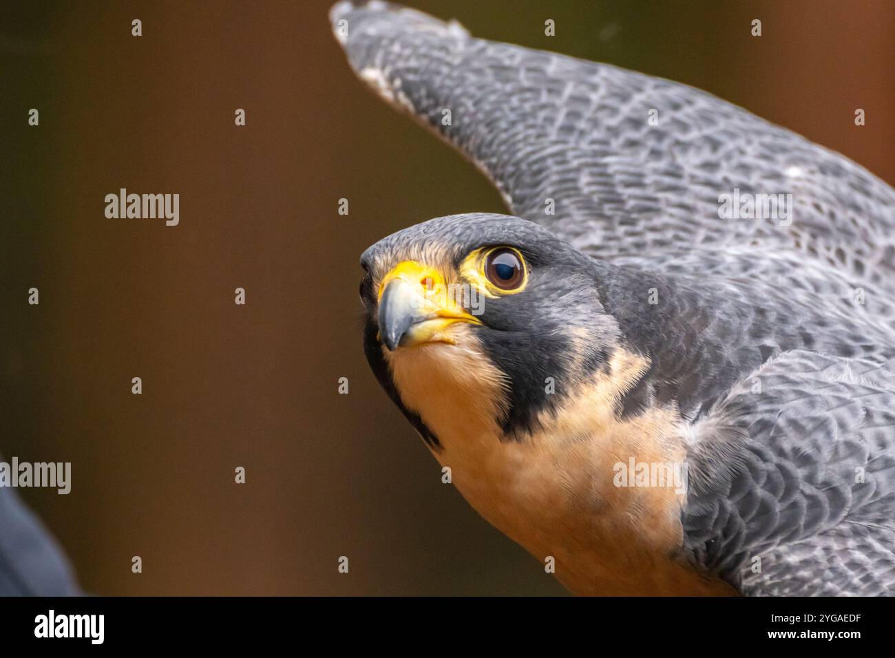 USA, Alaska, Sitka, Alaska Raptor Center. Captive peregrine falcon ...