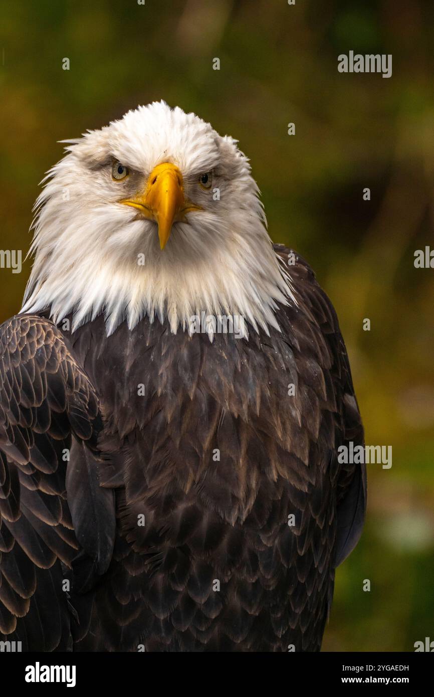 USA, Alaska, Sitka, Alaska Raptor Center. Captive bald eagle Stock ...