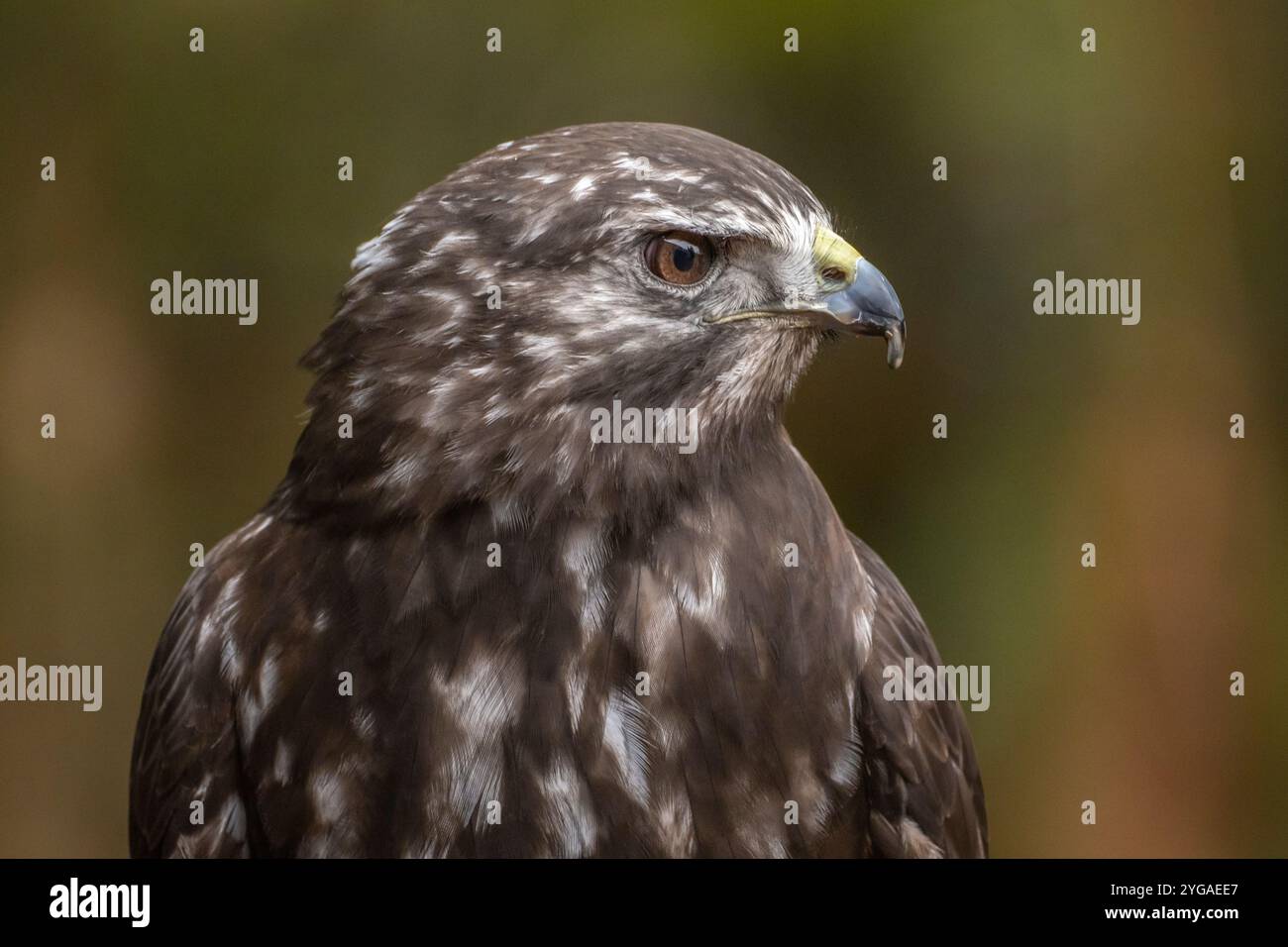 USA, Alaska, Sitka, Alaska Raptor Center. Captive Red-tailed hawk close ...