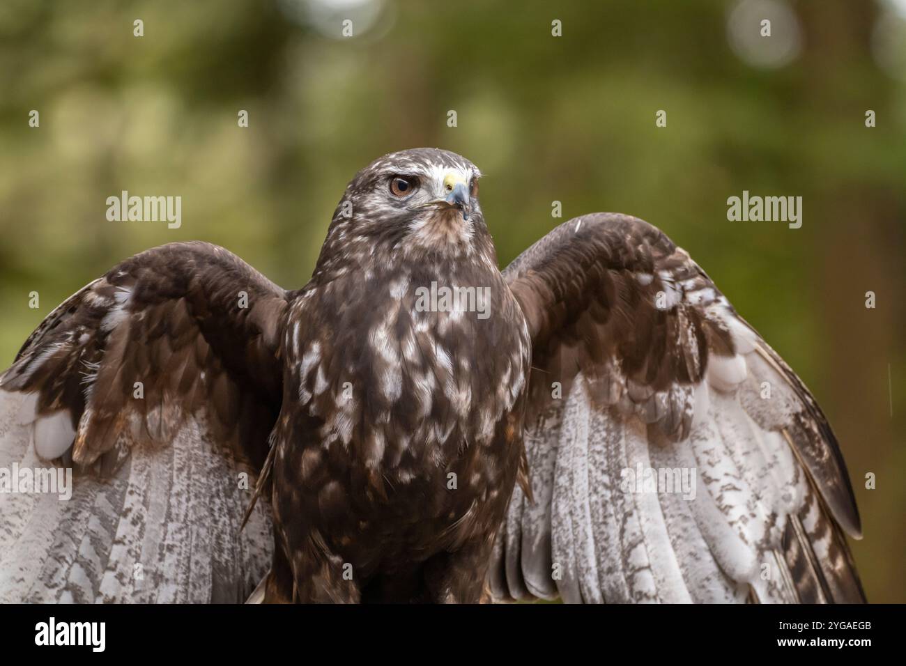 USA, Alaska, Sitka, Alaska Raptor Center. Captive Red-tailed hawk close ...