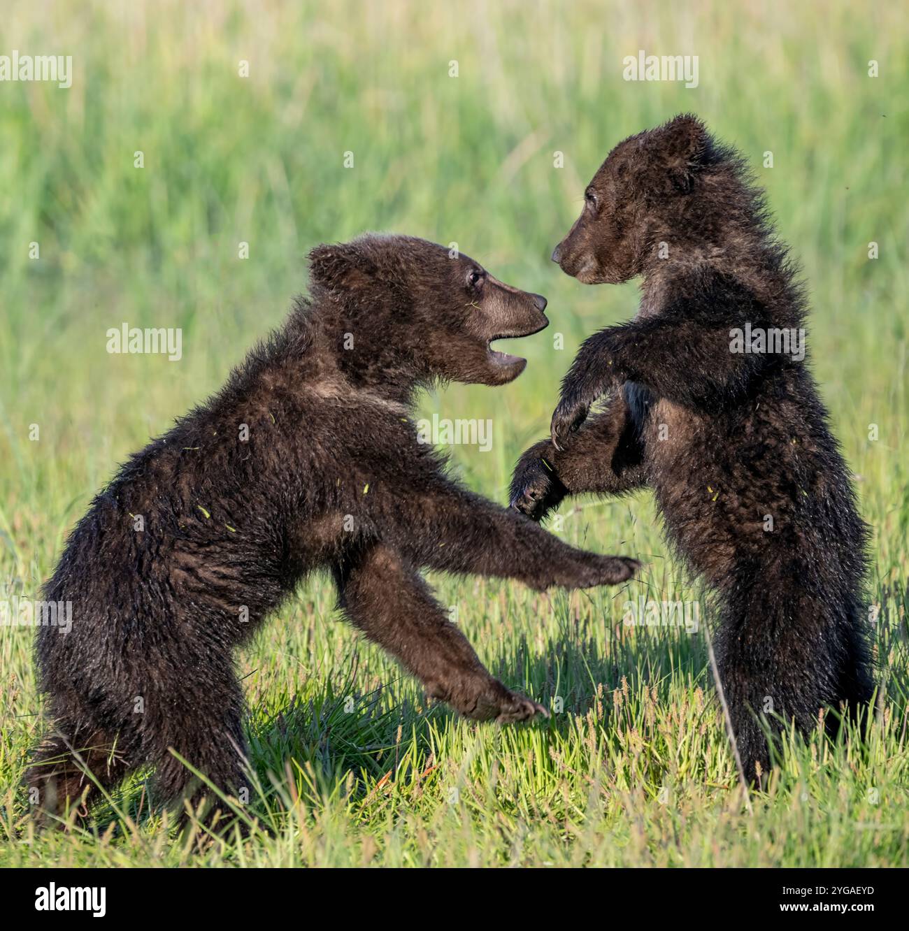 Brown bear cubs play fighting Stock Photo - Alamy