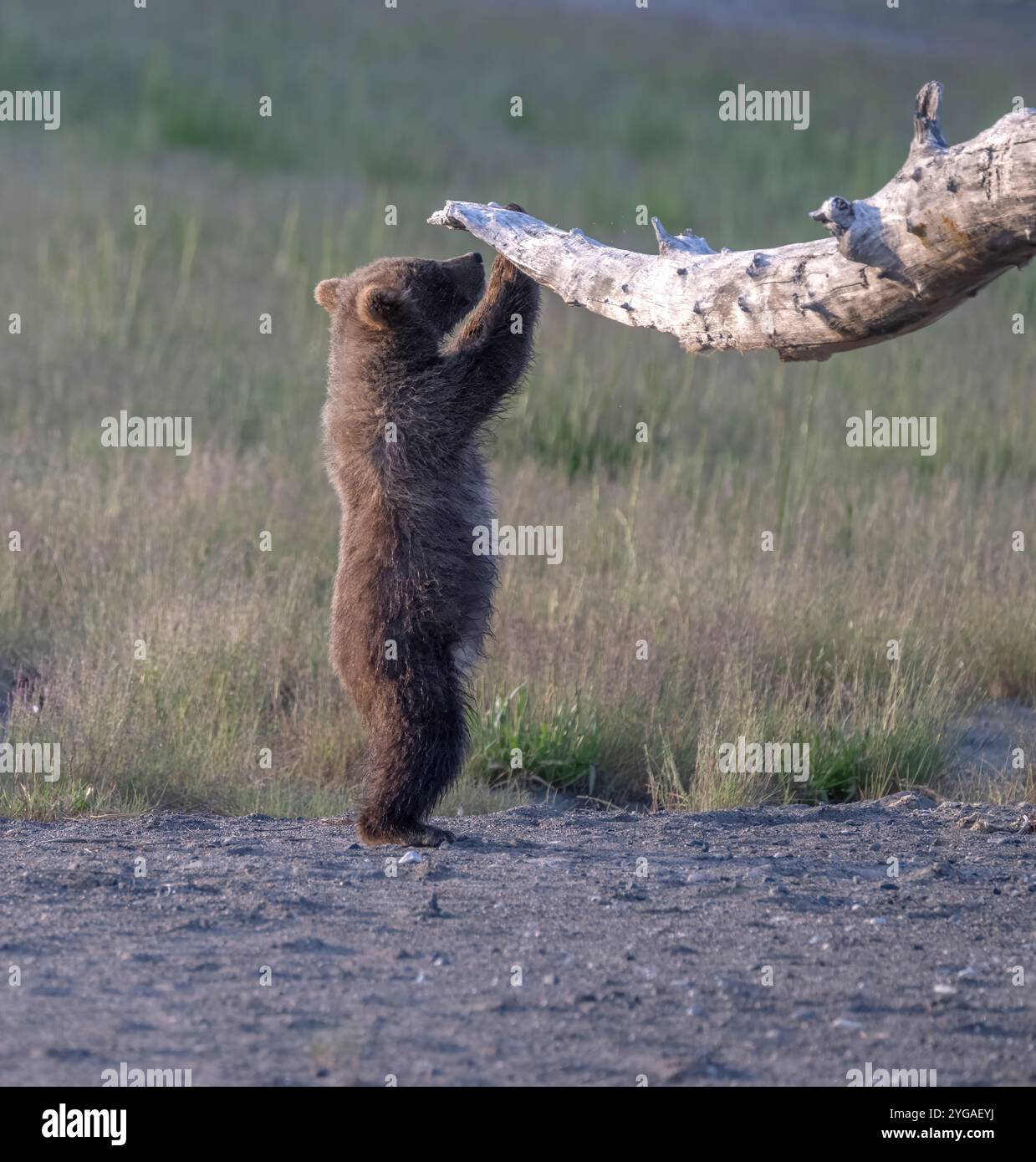 Curious brown bear cub smells a log, perhaps smelling other bears who ...