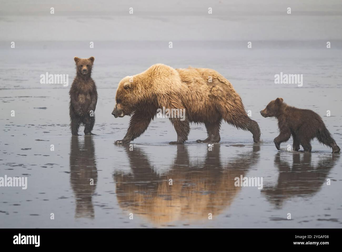 Brown bear sow and cubs in a river. Lake Clark, Alaska Stock Photo - Alamy