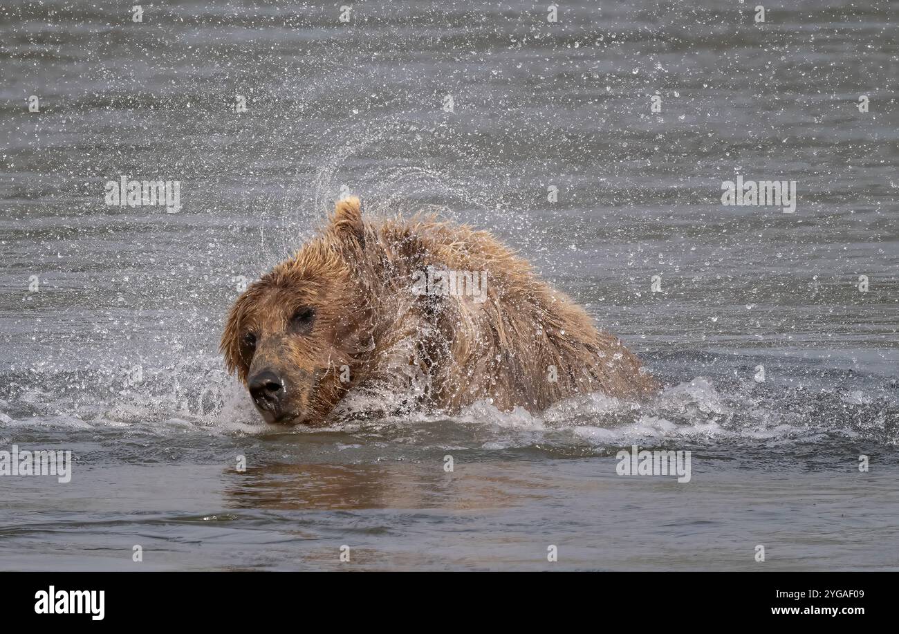 Brown bear sow shakes off water while playing in a river. Lake Clark ...