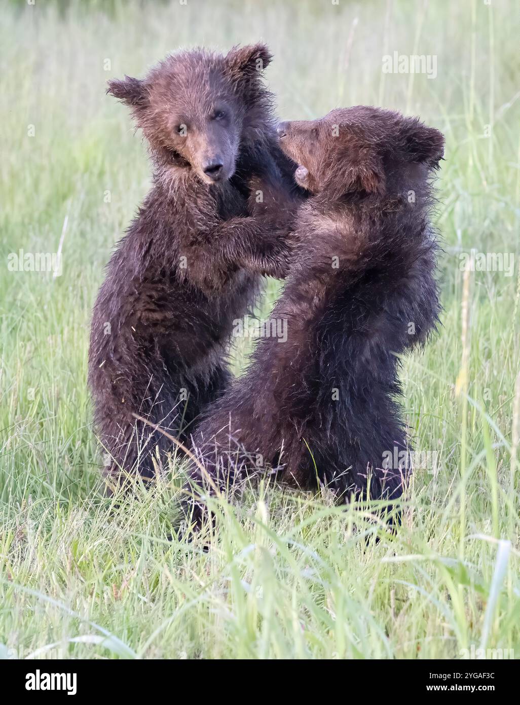 Brown bear cubs play fighting Stock Photo - Alamy