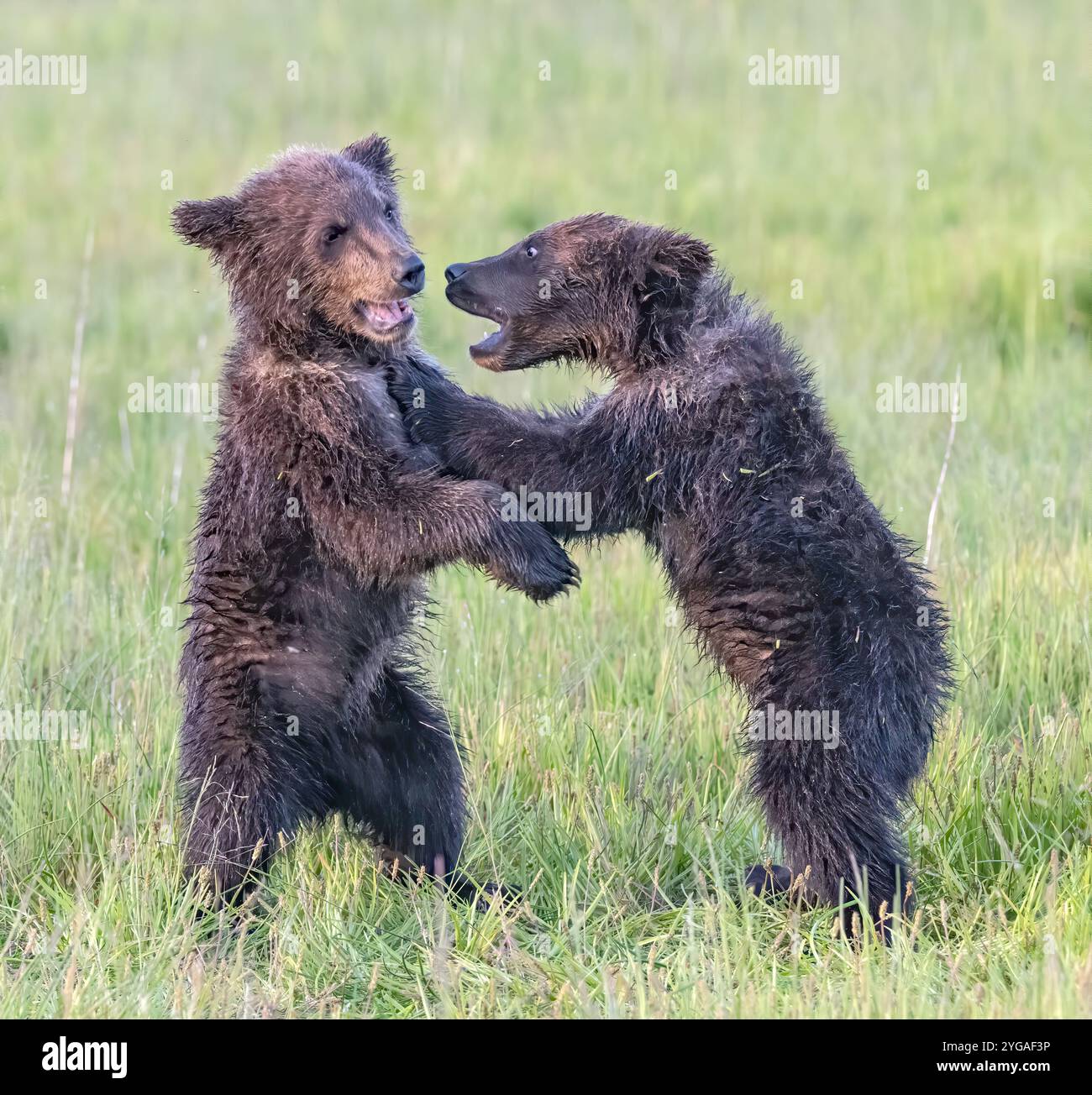 Brown bear cubs play fighting Stock Photo - Alamy