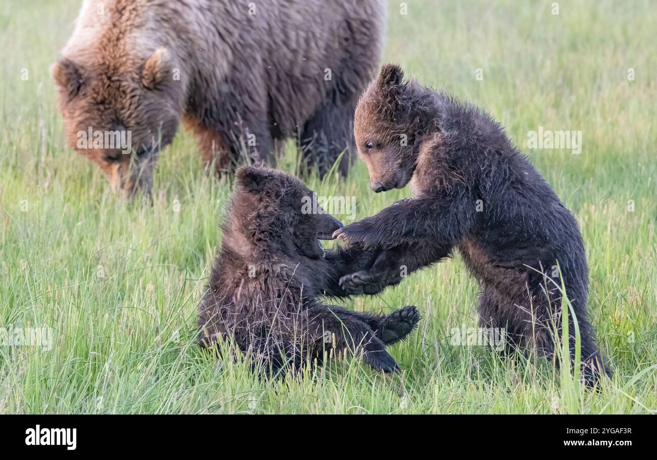 These cubs engage in sibling rivalry Stock Photo - Alamy