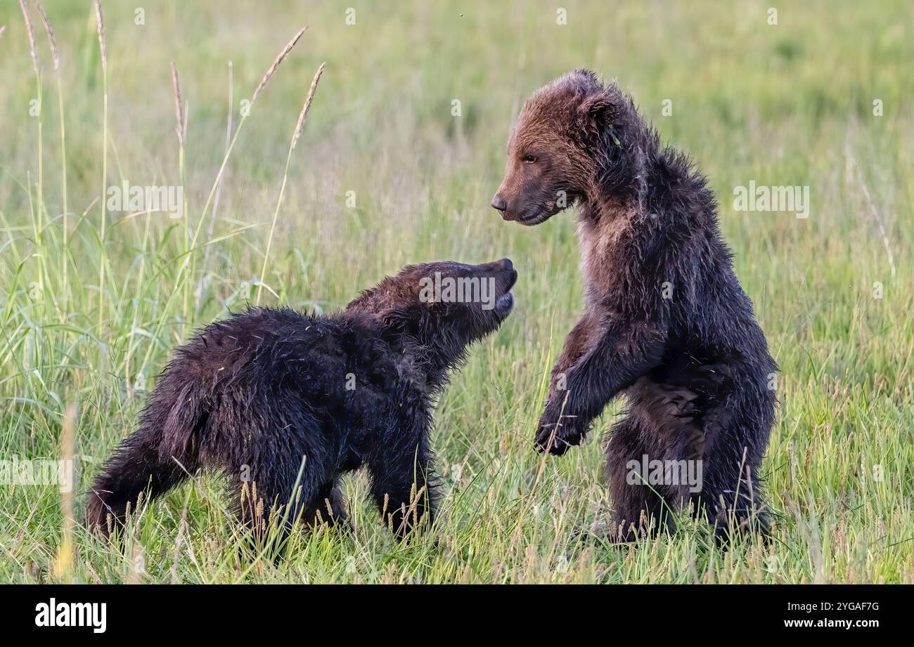 Brown bear cubs play fighting Stock Photo - Alamy