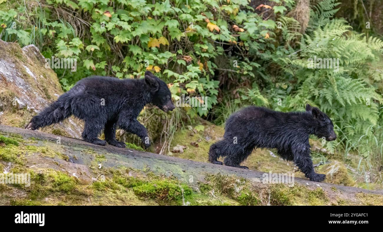 Black bear running hi-res stock photography and images - Alamy