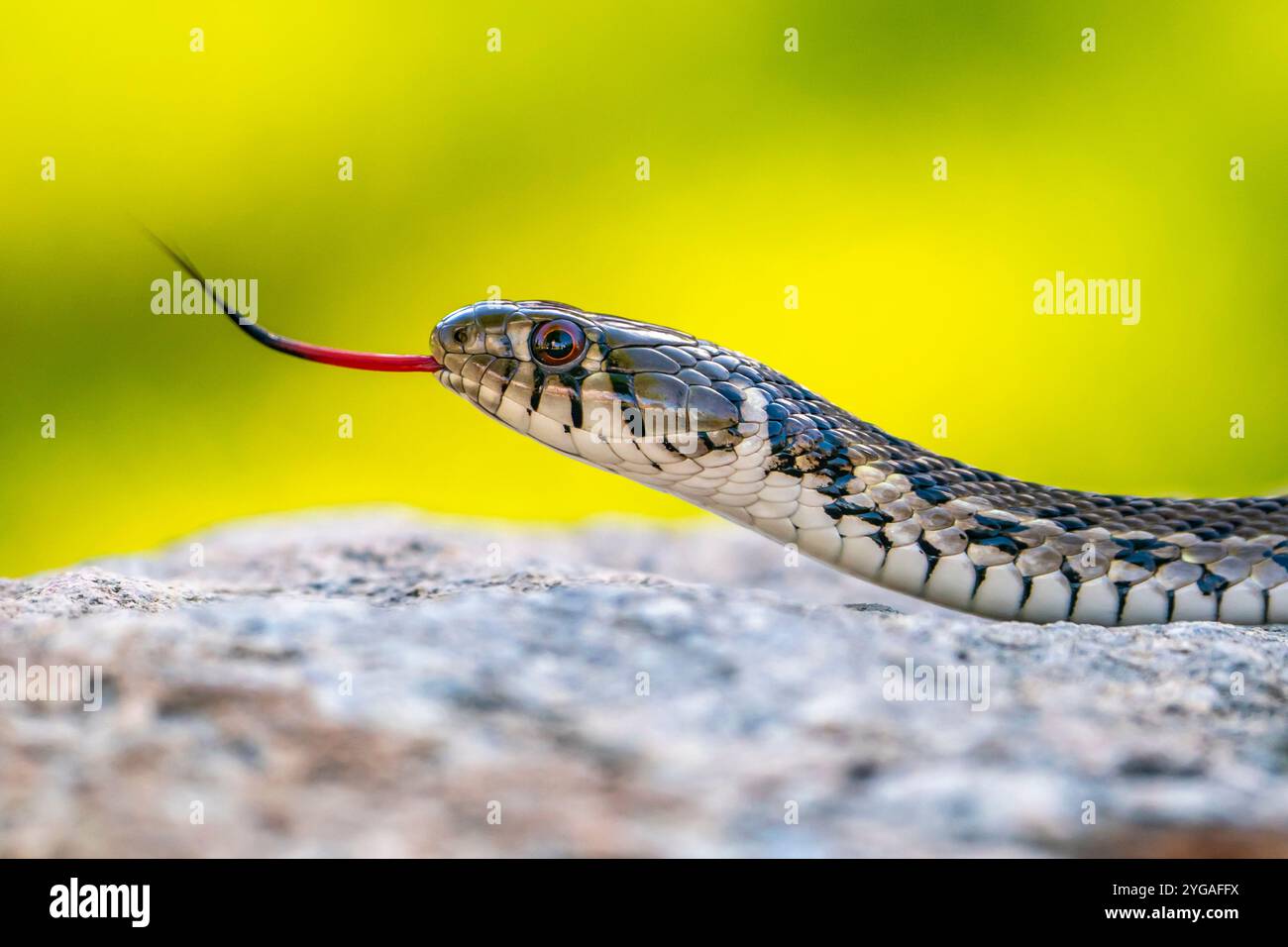 Checkered garter snake hi-res stock photography and images - Alamy