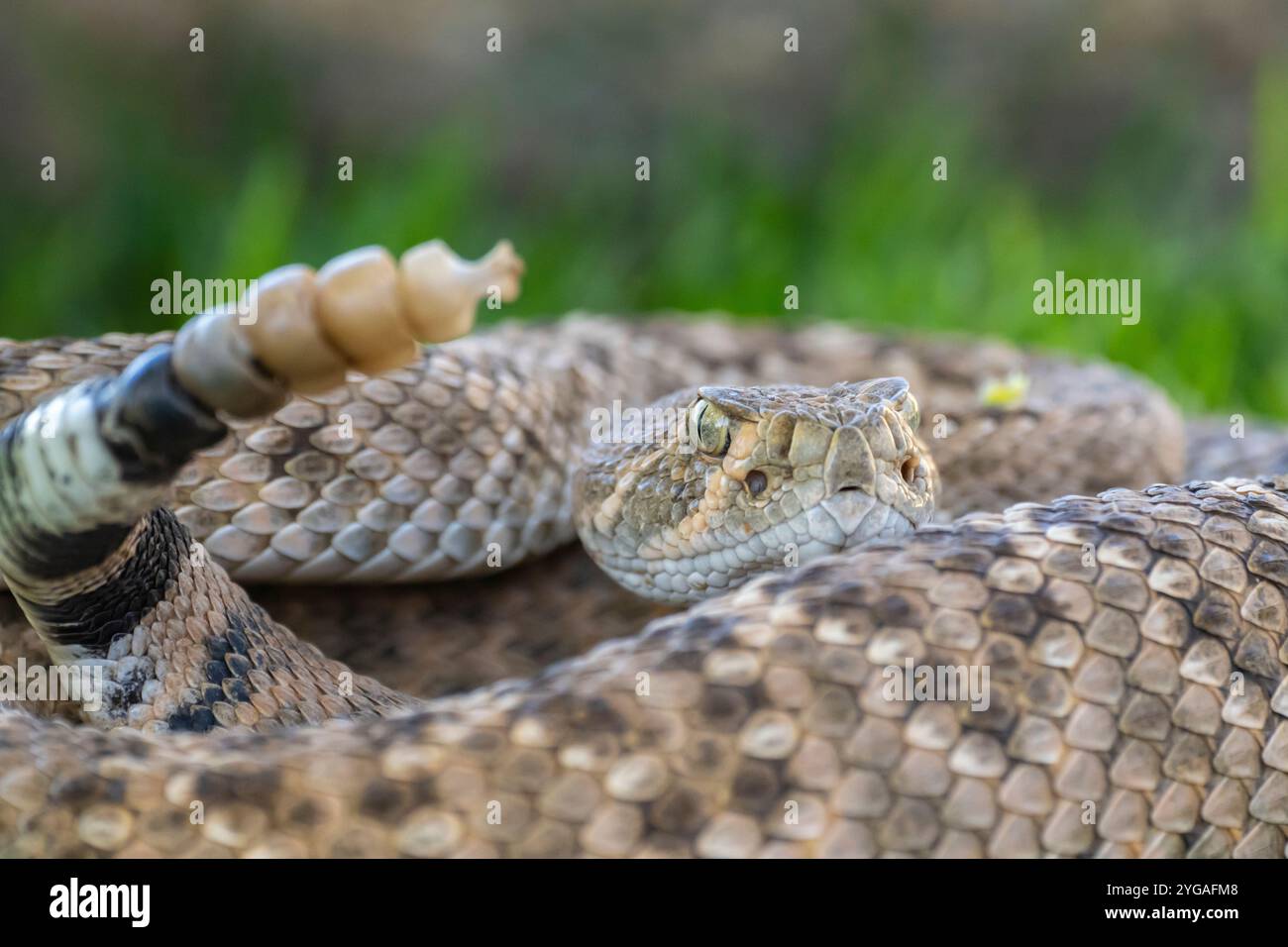 USA, Arizona. Captive western diamondback rattlesnake and rattle Stock ...