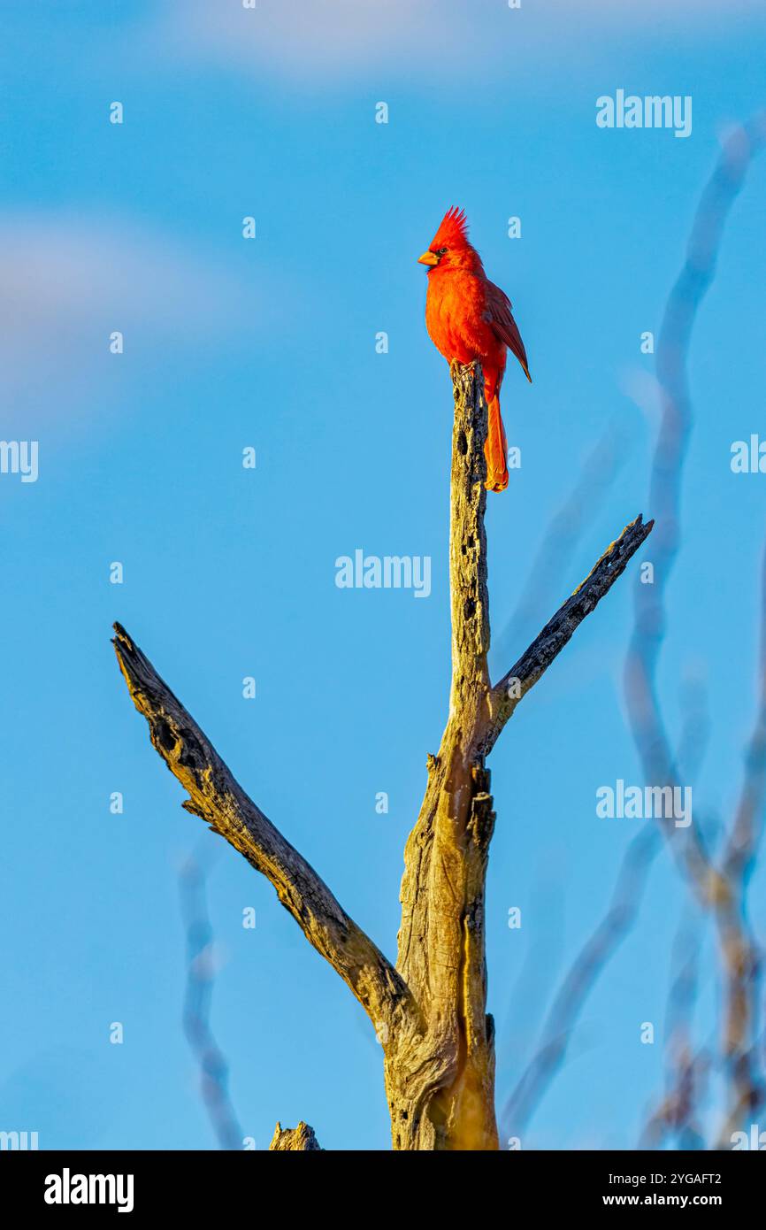 Jaynes gallery cardinal hi-res stock photography and images - Alamy