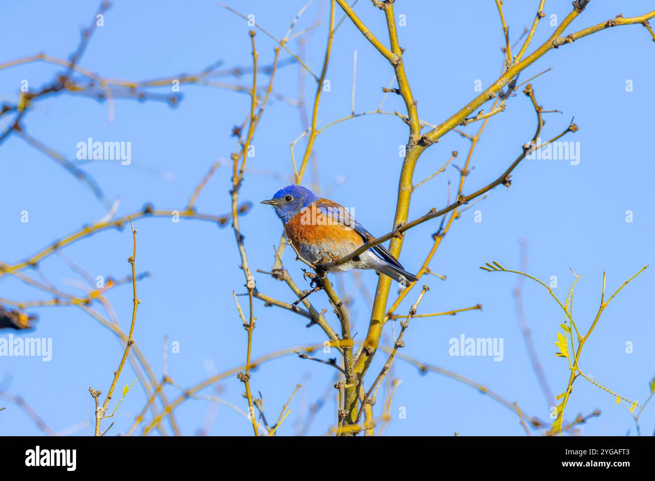 USA, Arizona, Tucson. Male western bluebird in tree Stock Photo - Alamy