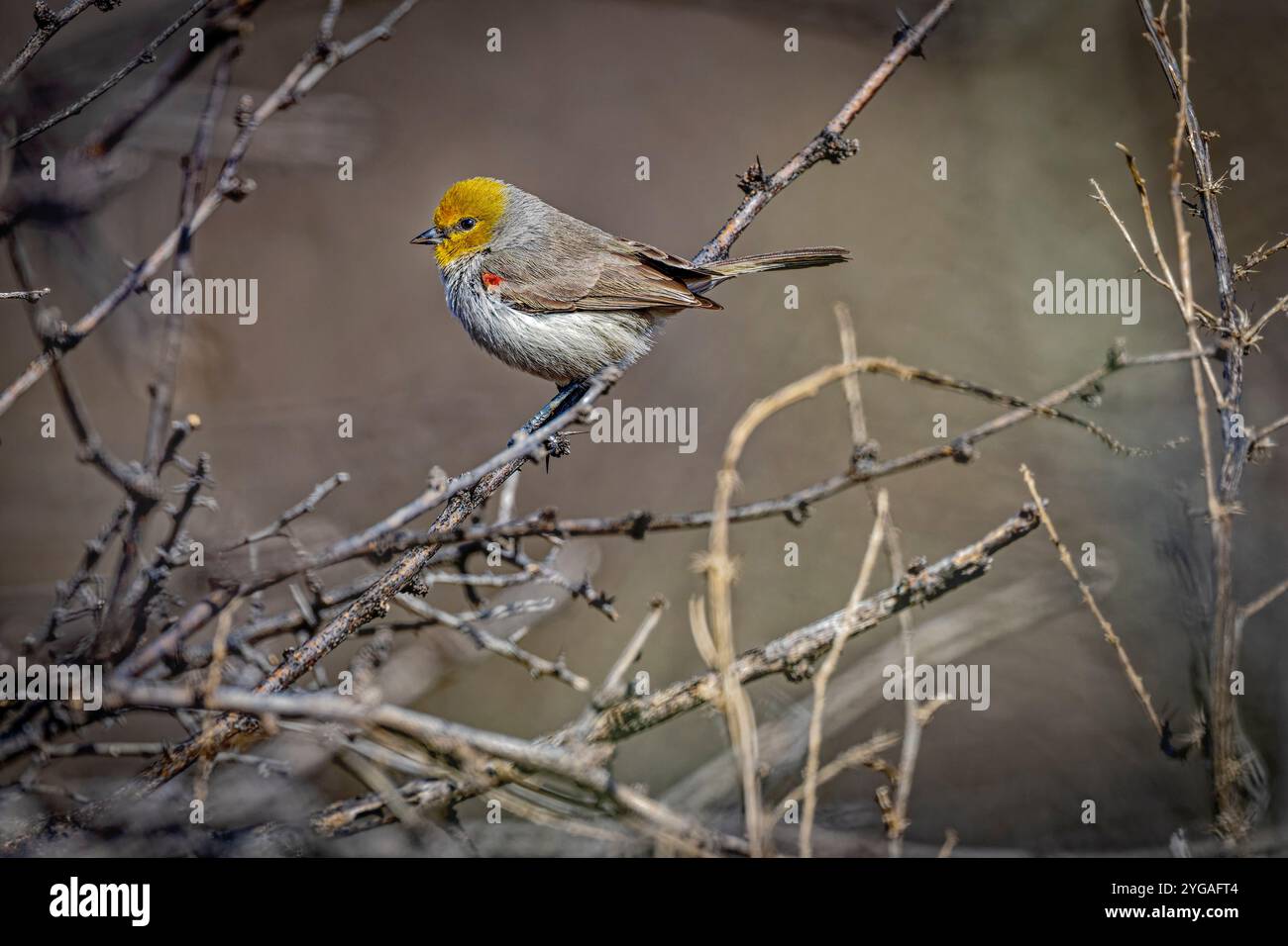 Arizona verdin hi-res stock photography and images - Alamy