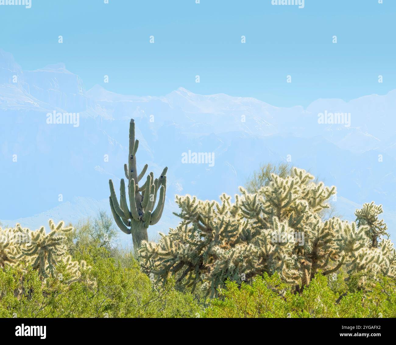 Arizona, Sonoran Desert, Tonto National Forest. Old multi-armed saguaro ...