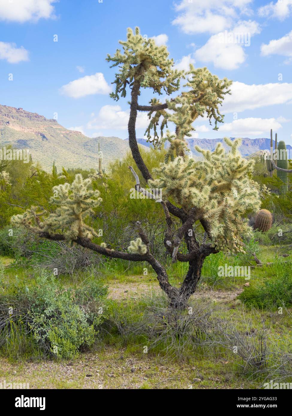 Arizona, Sonoran Desert, Tonto National Forest. Chain fruit cholla ...