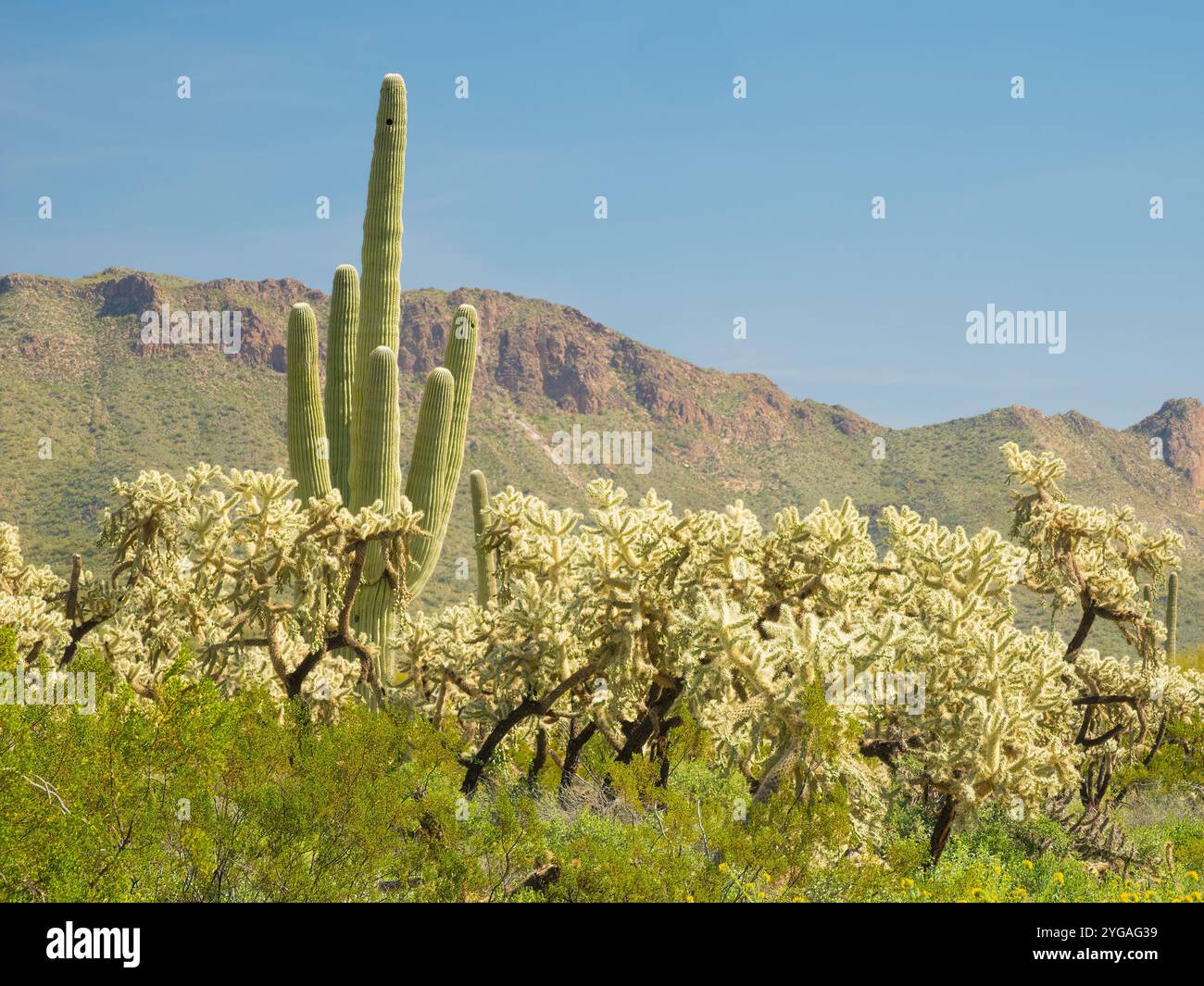 Arizona, Sonoran Desert, Tonto National Forest. Chain fruit cholla and ...