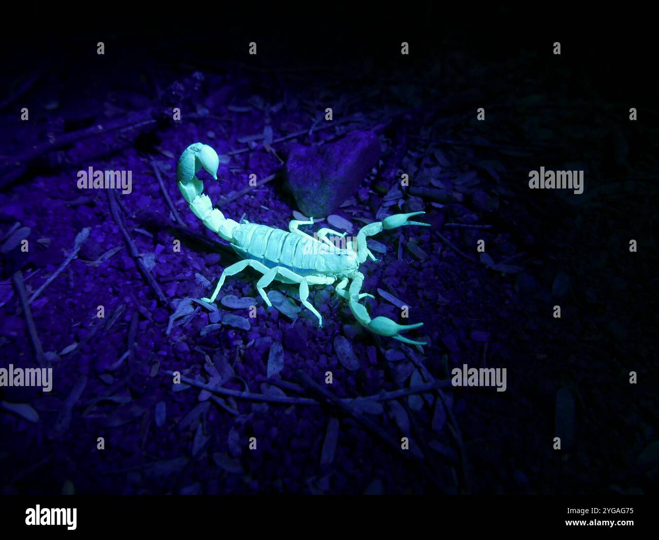 Uv fluorescence hi-res stock photography and images - Alamy