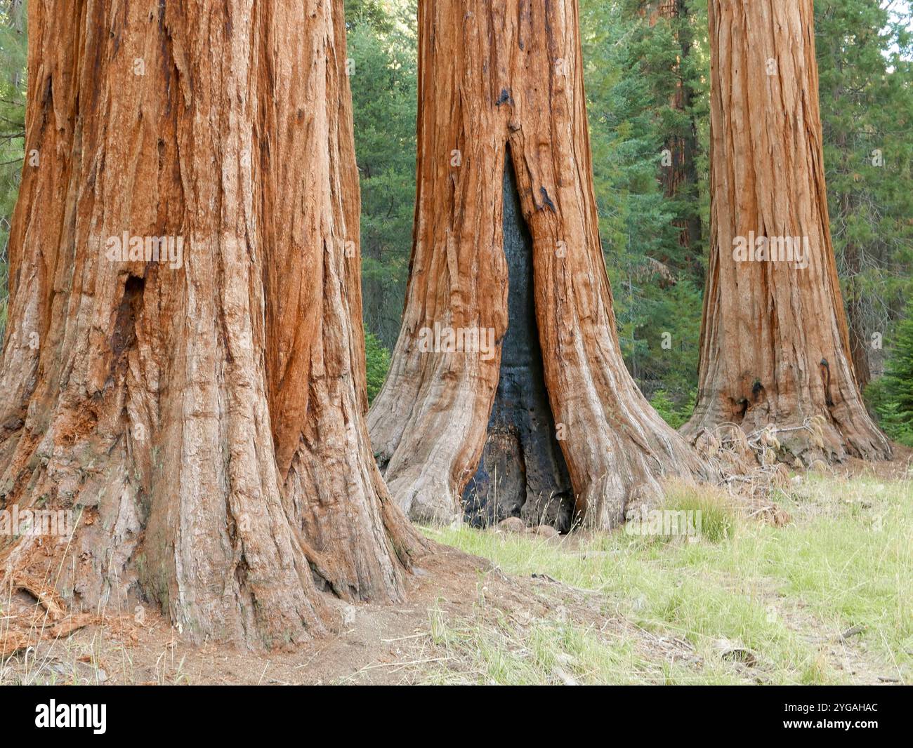 Sequoia National Park, California Stock Photo - Alamy