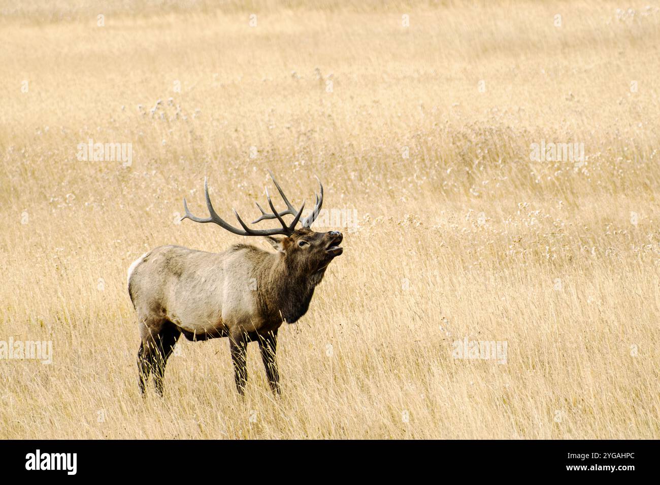 Five point bull elk hi-res stock photography and images - Alamy