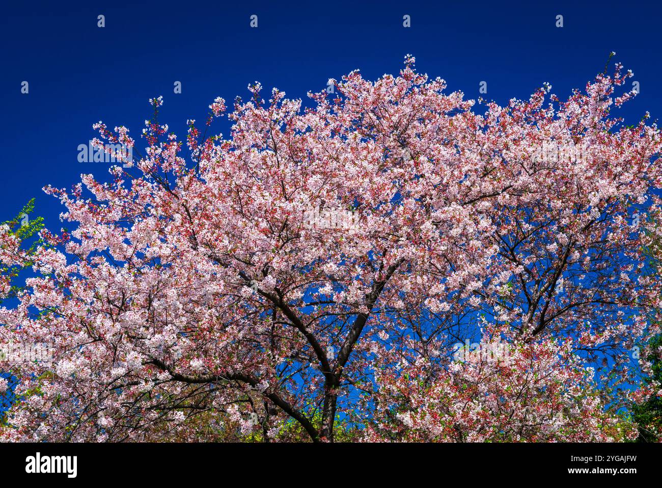 Cherry blossoms, Washington, D.C, USA Stock Photo - Alamy