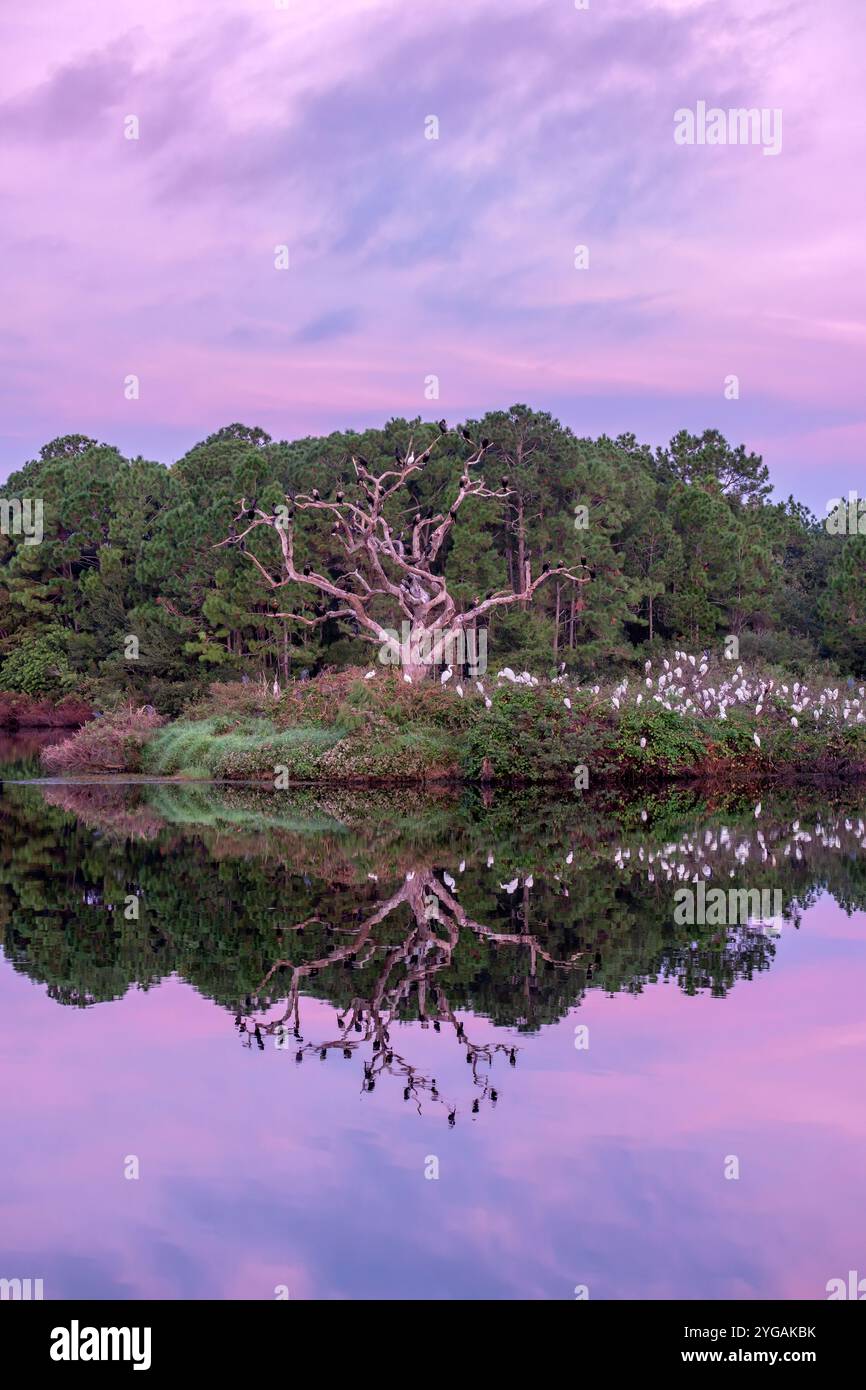 Bird rookery hi-res stock photography and images - Alamy