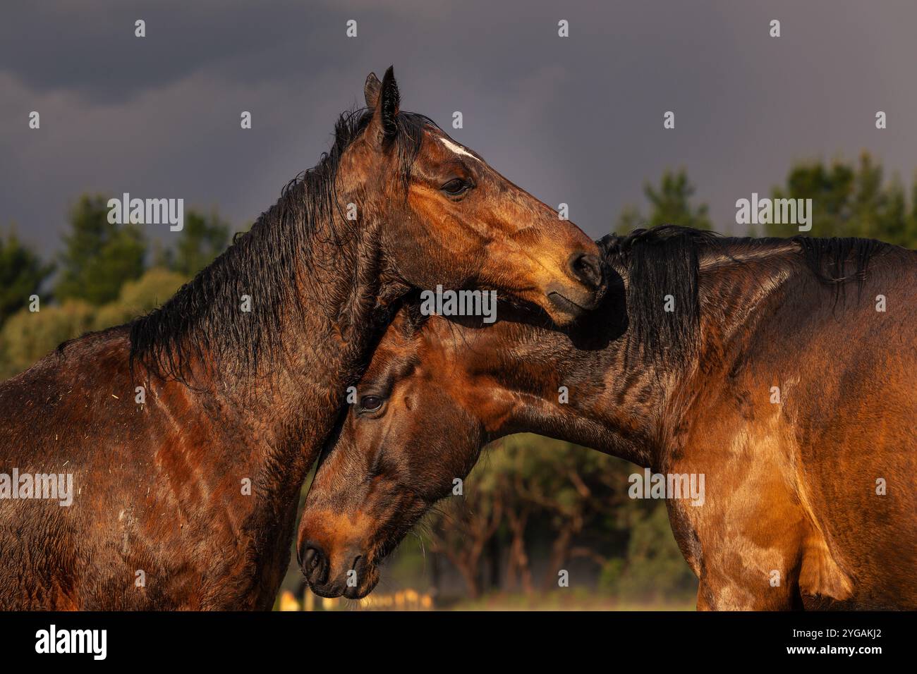 Equine hug hi-res stock photography and images - Alamy
