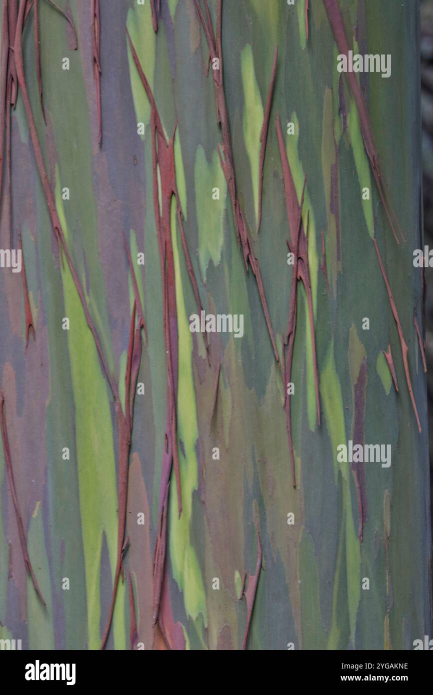 Rainbow eucalyptus tree trunk hi-res stock photography and images - Alamy