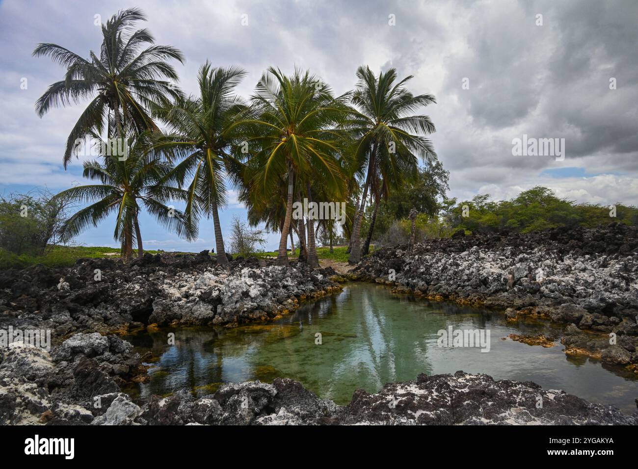 USA, Big Island, Hawaii. Coconut palms and small pond at remote ...
