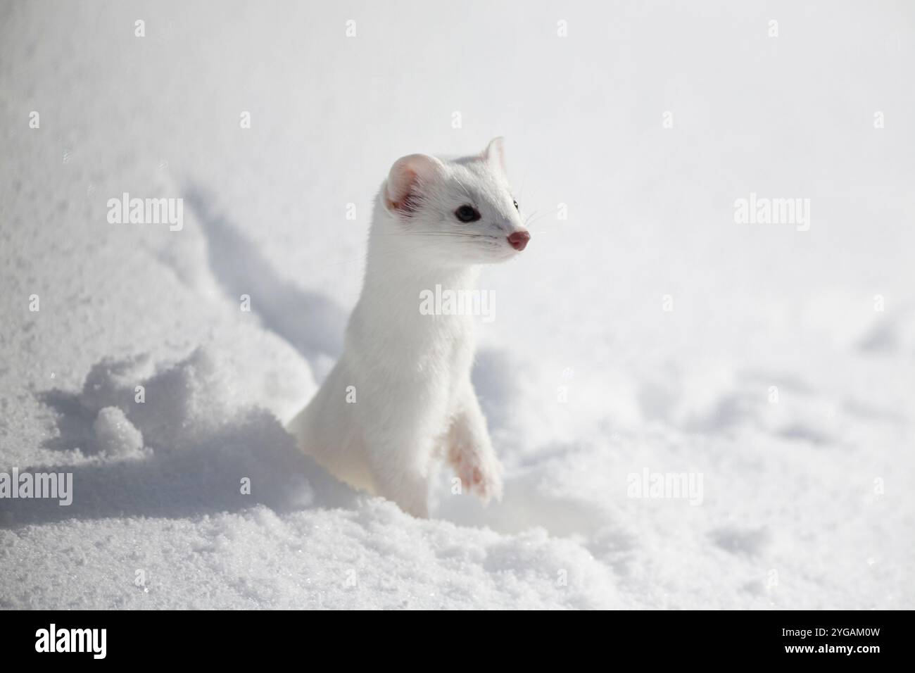 Short tailed weasel ermine hi-res stock photography and images - Alamy