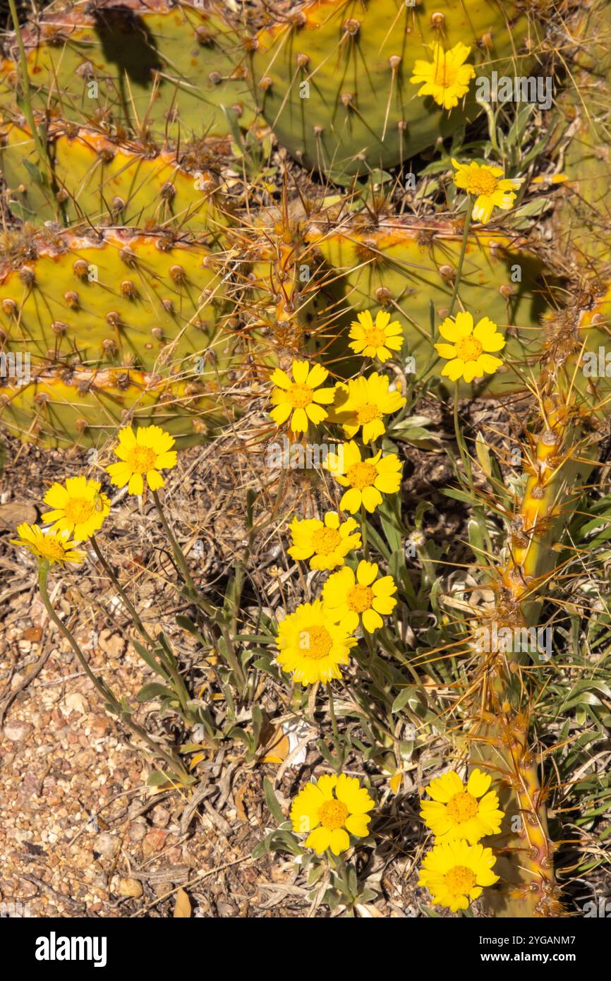 Gordon bladderpod hi-res stock photography and images - Alamy