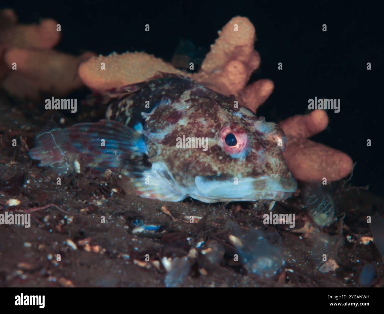 Marine sculpin hi-res stock photography and images - Alamy