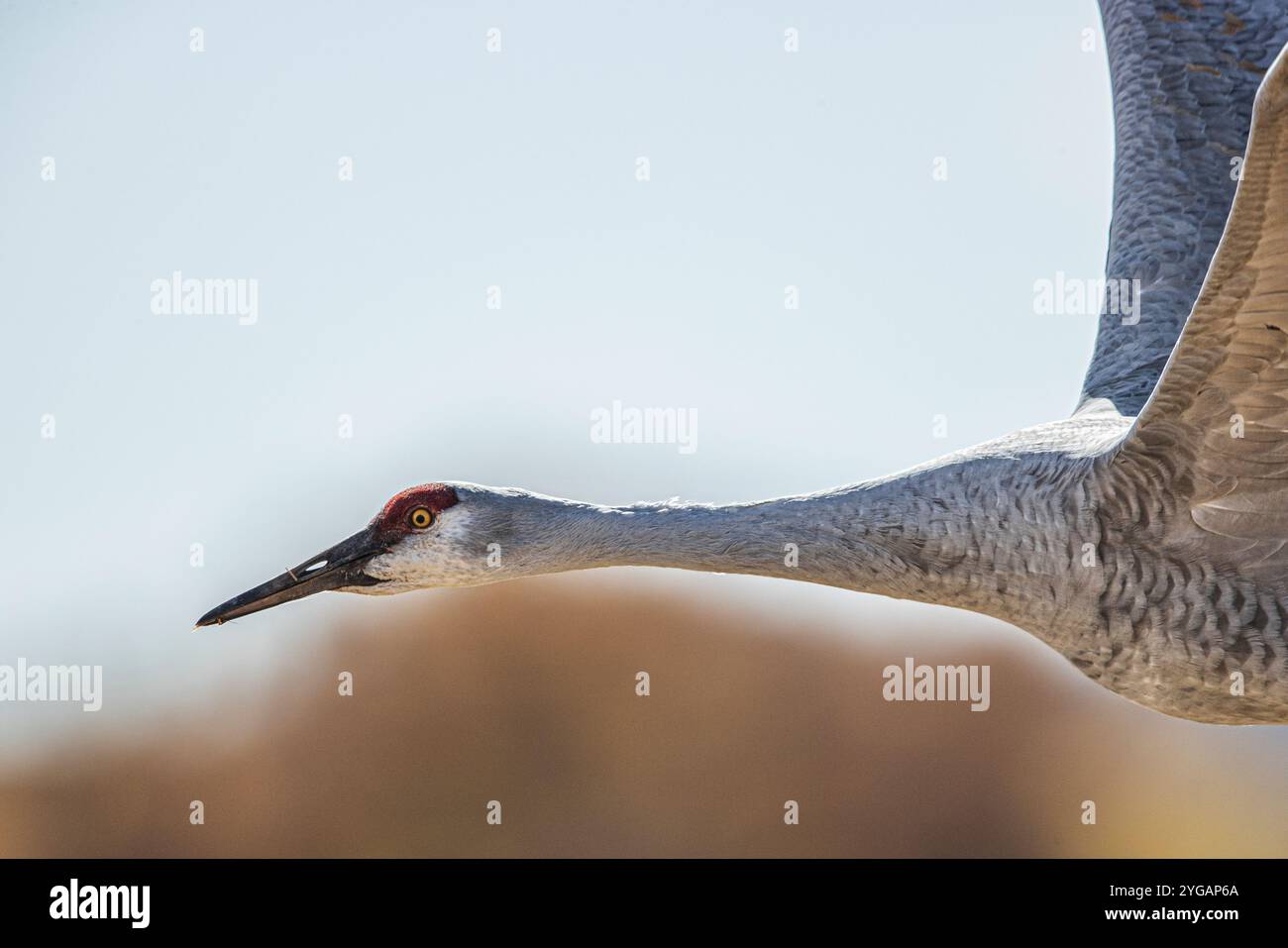 Birds of Bosque de Apache National Wildlife Refuge Stock Photo - Alamy