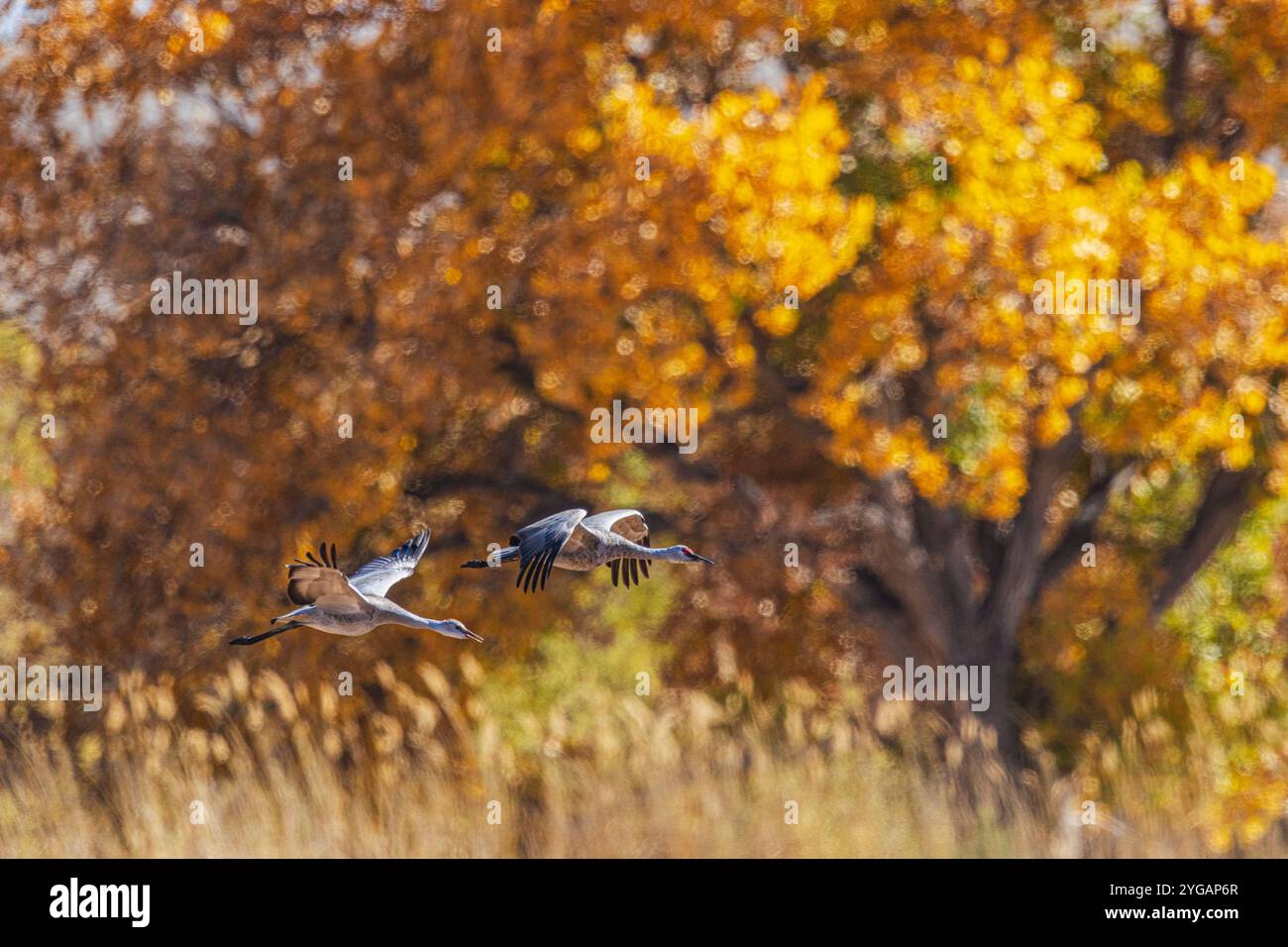 Birds of Bosque de Apache National Wildlife Refuge Stock Photo - Alamy