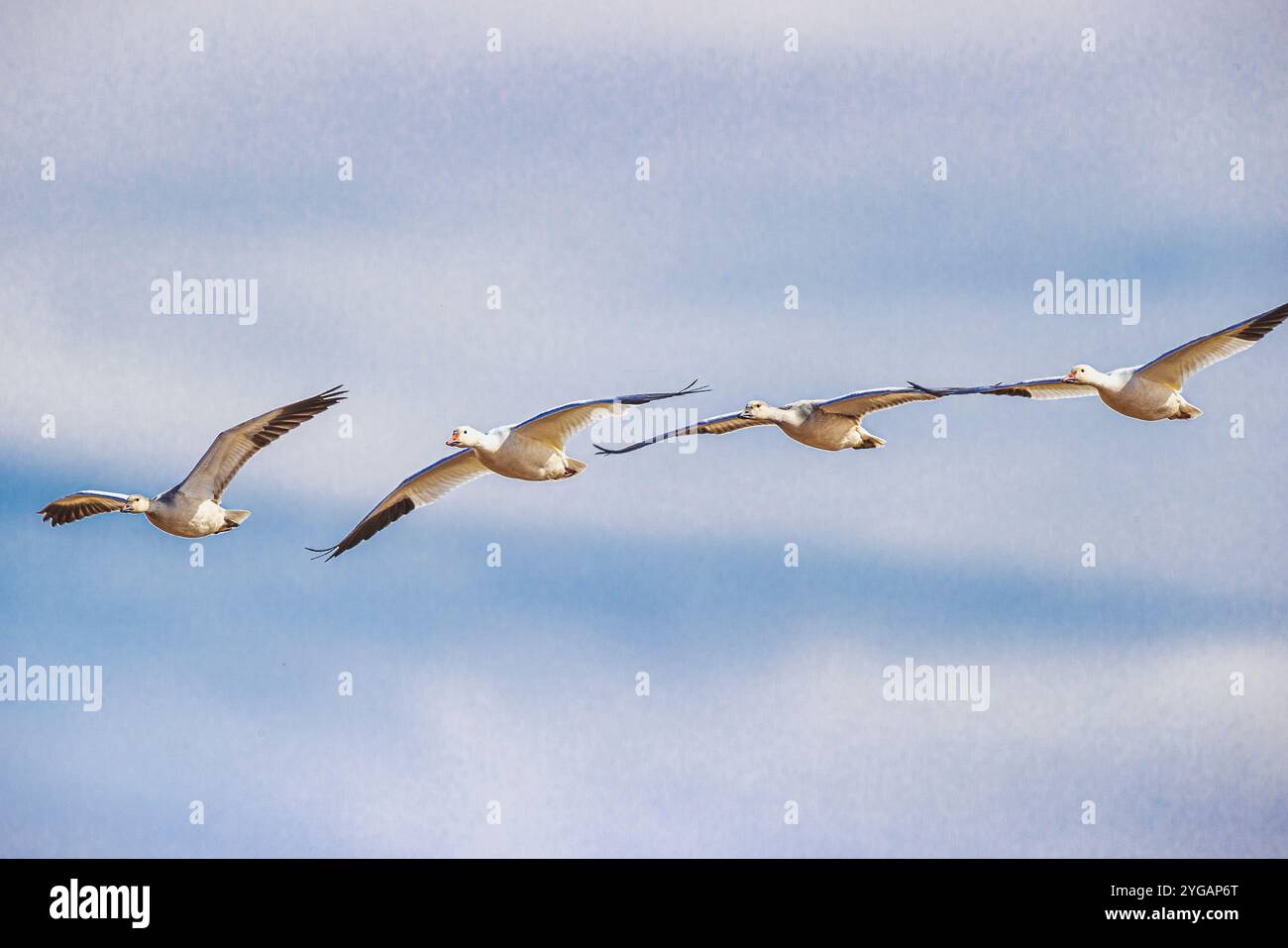 Birds of Bosque de Apache National Wildlife Refuge Stock Photo - Alamy