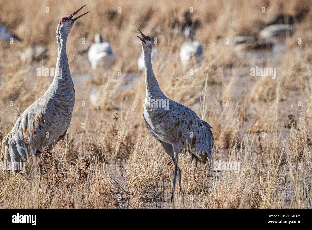 Birds of Bosque de Apache National Wildlife Refuge Stock Photo - Alamy
