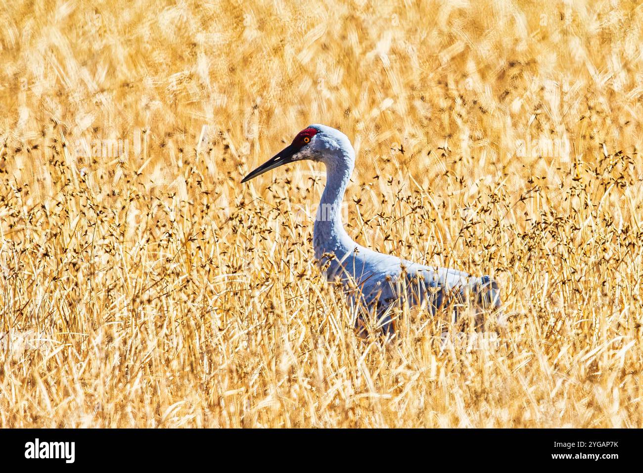 Birds of Bosque de Apache National Wildlife Refuge Stock Photo - Alamy