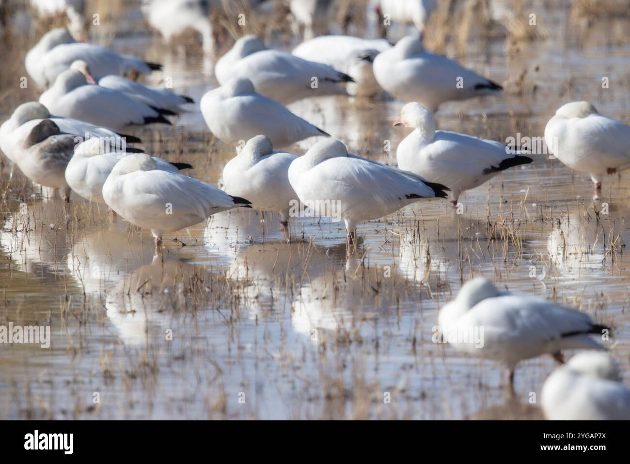Birds of Bosque de Apache National Wildlife Refuge Stock Photo - Alamy