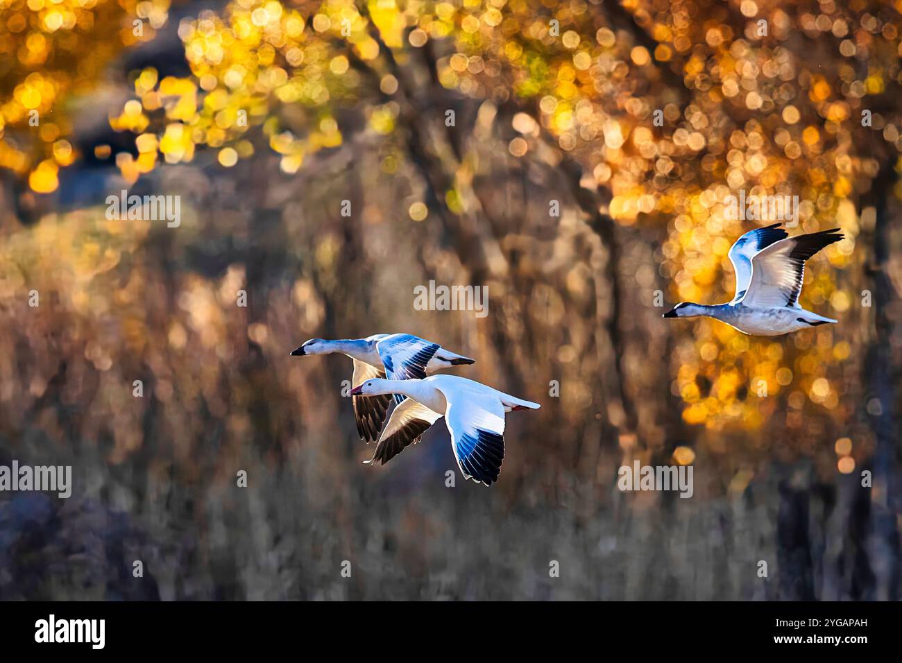 Birds of Bosque de Apache National Wildlife Refuge Stock Photo - Alamy