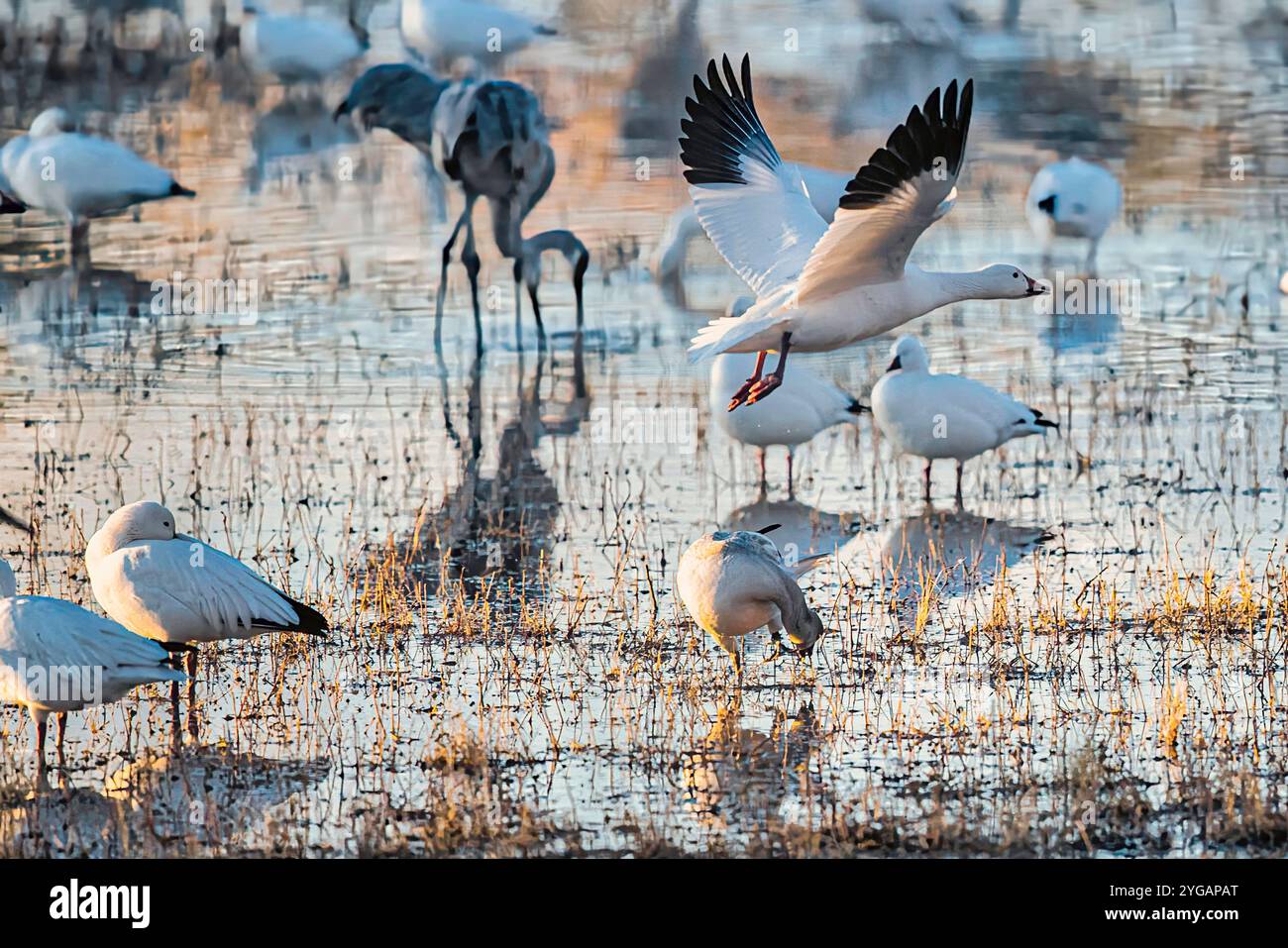 Birds of Bosque de Apache National Wildlife Refuge Stock Photo - Alamy